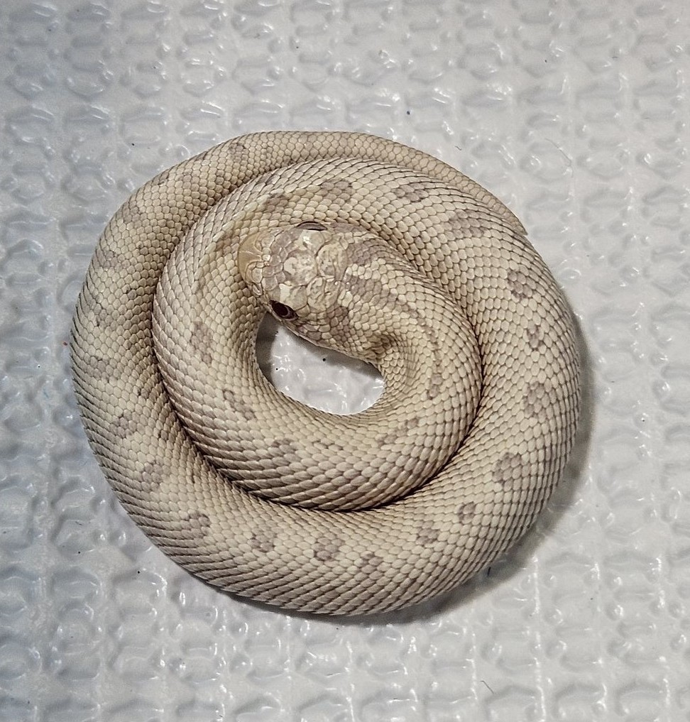 Los Angeles (Costa Mesa)